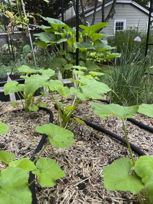 How to extend the growing season in your garden and get multiple veggie ...